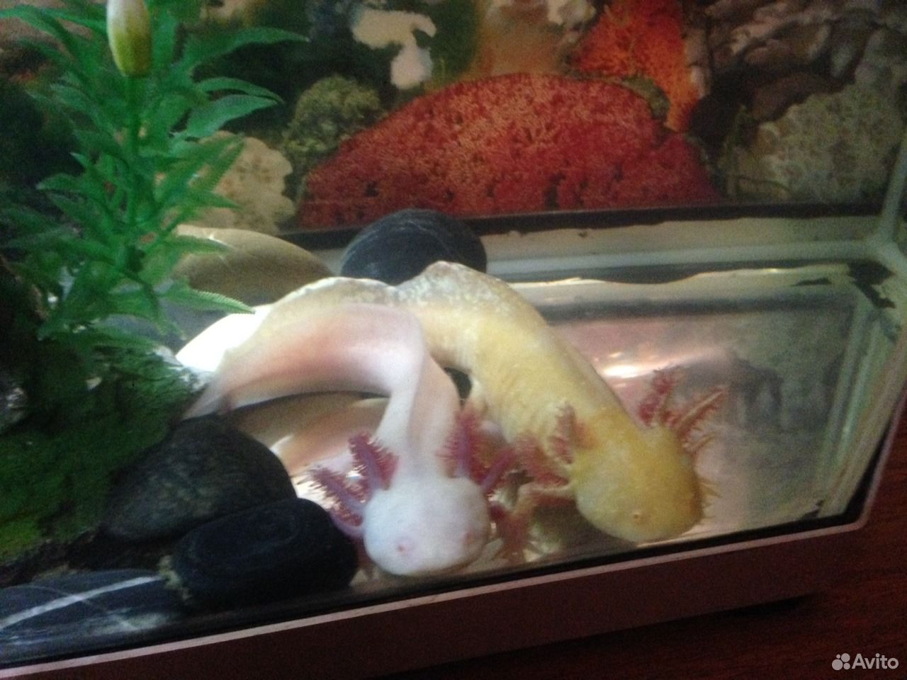 Аксалотли Беленький и Рыжий