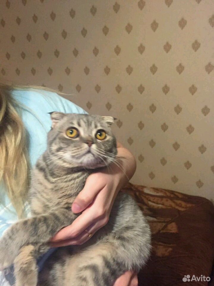 Вязка кота