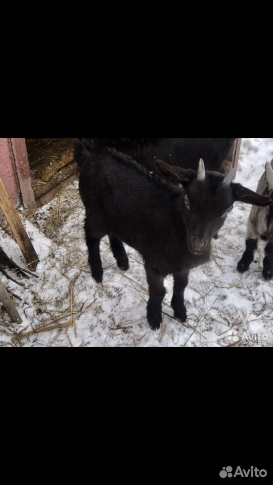 Продам козочку