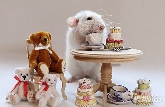 Крысы и Мыши кормовые