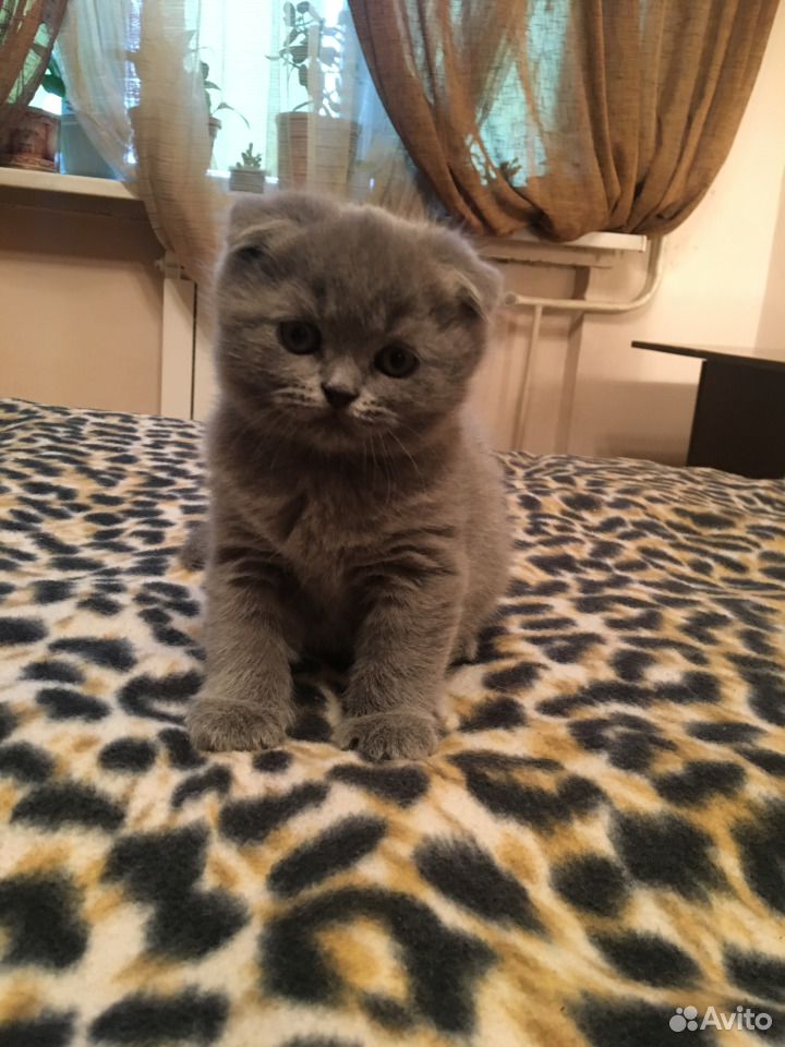 Шотландская кошечка
