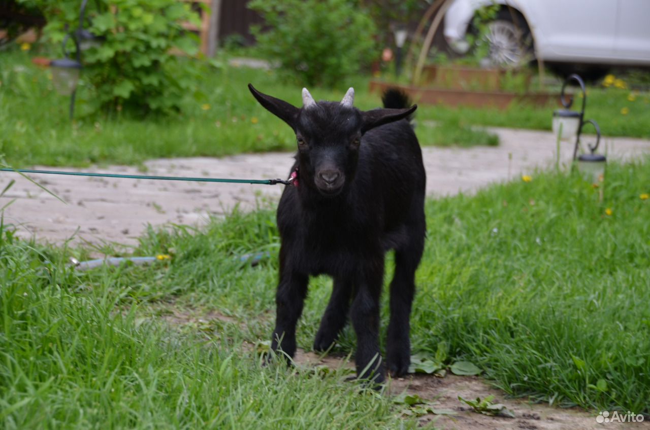 Камерунский карликовый козлик