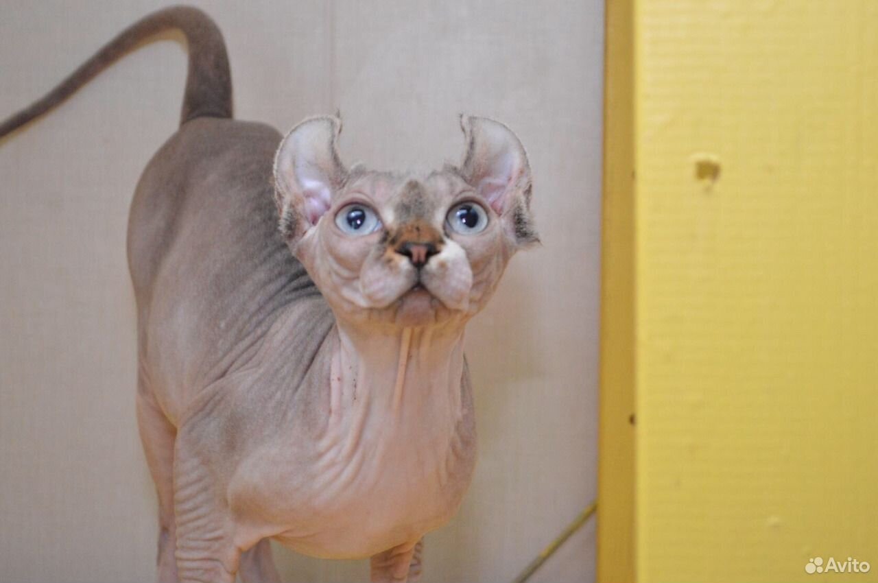 Канадский сфинкс Эльф