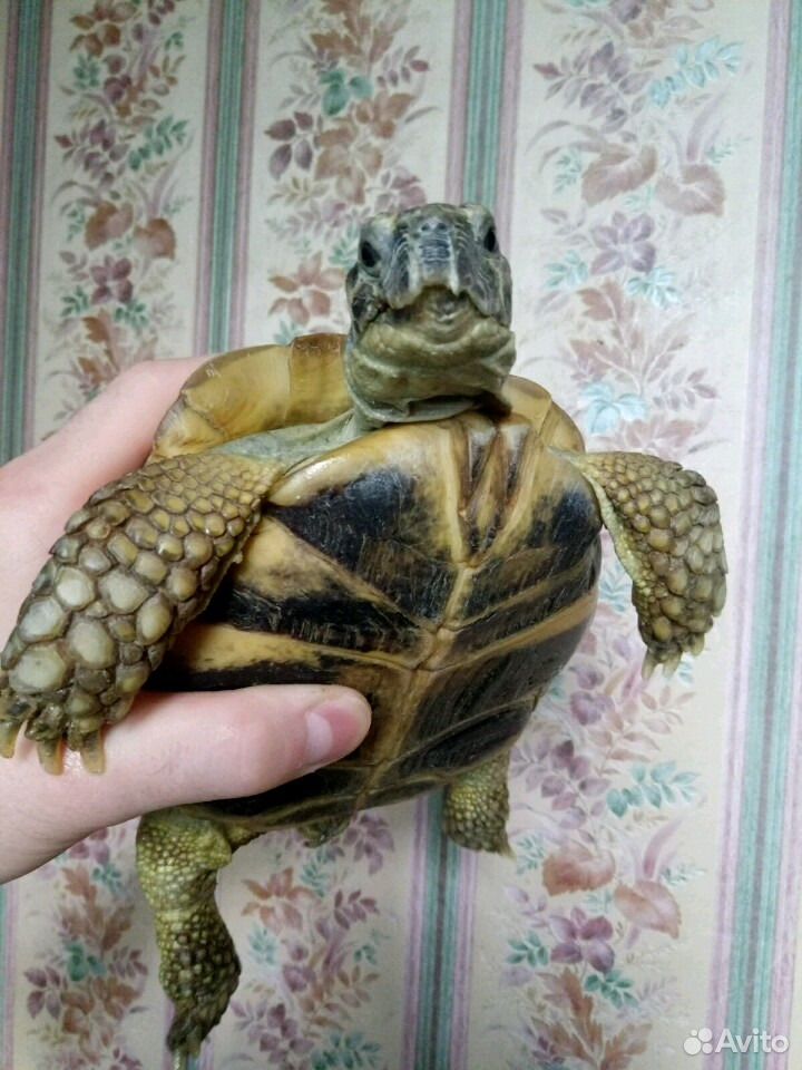 Сухопутная черепаха