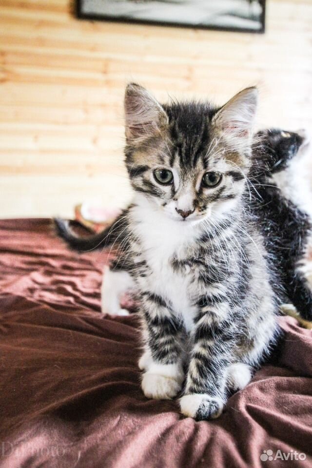 Котятки 2 мес., только в хорошие ручки