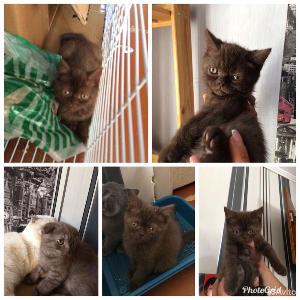 Котята шотландцы циннамон