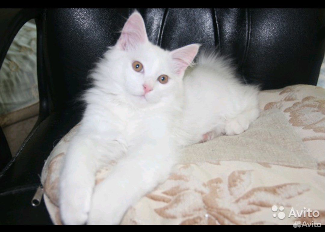 Очаровательный котенок Курильский Бобтейл