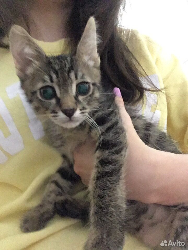 Котенок, который свалился с неба