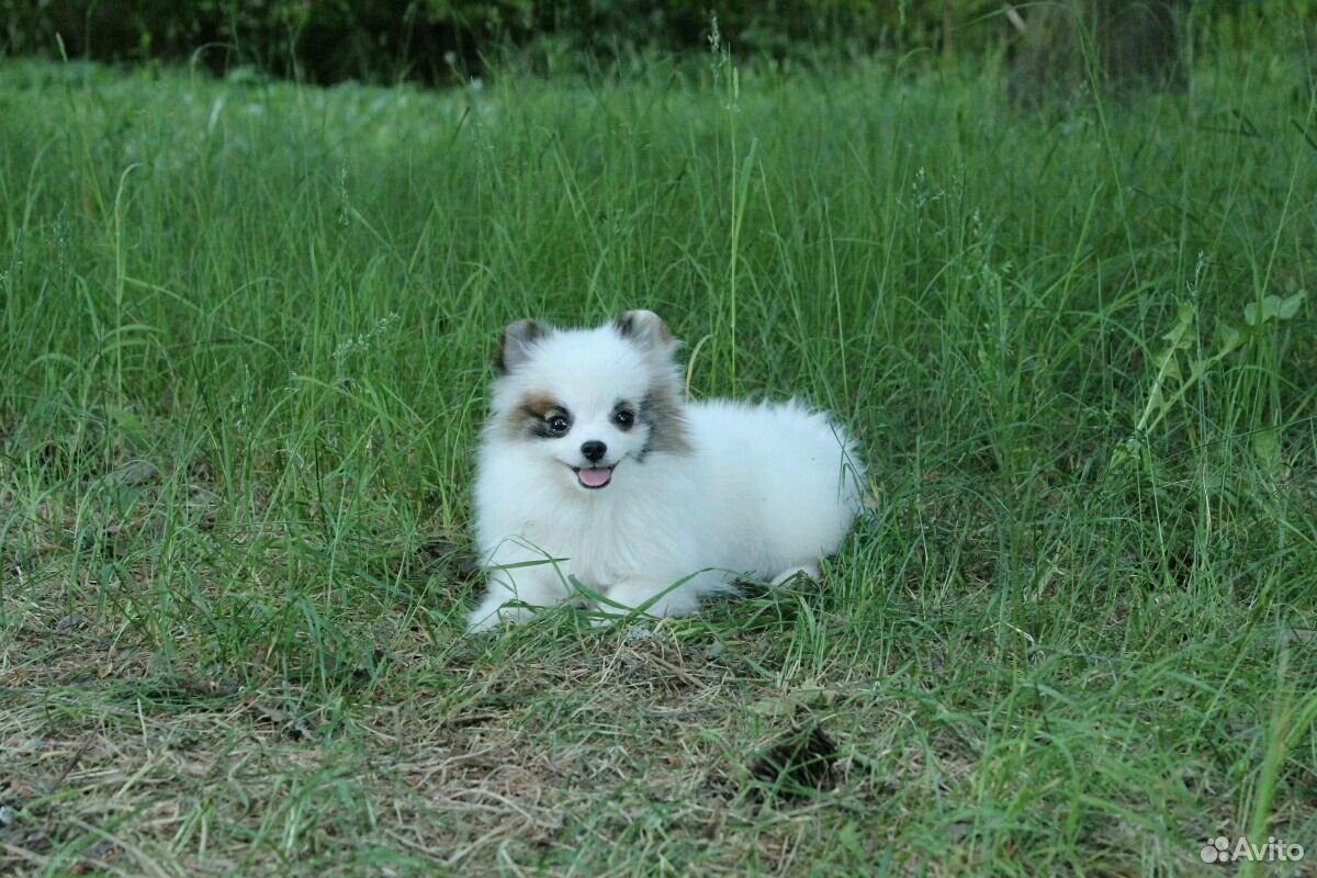 Предлагаются подрощенные щенки Цверг шпица.2 девоч