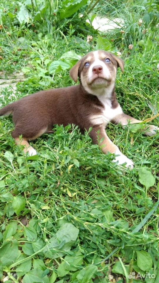 Шоколадный нос ищет дом