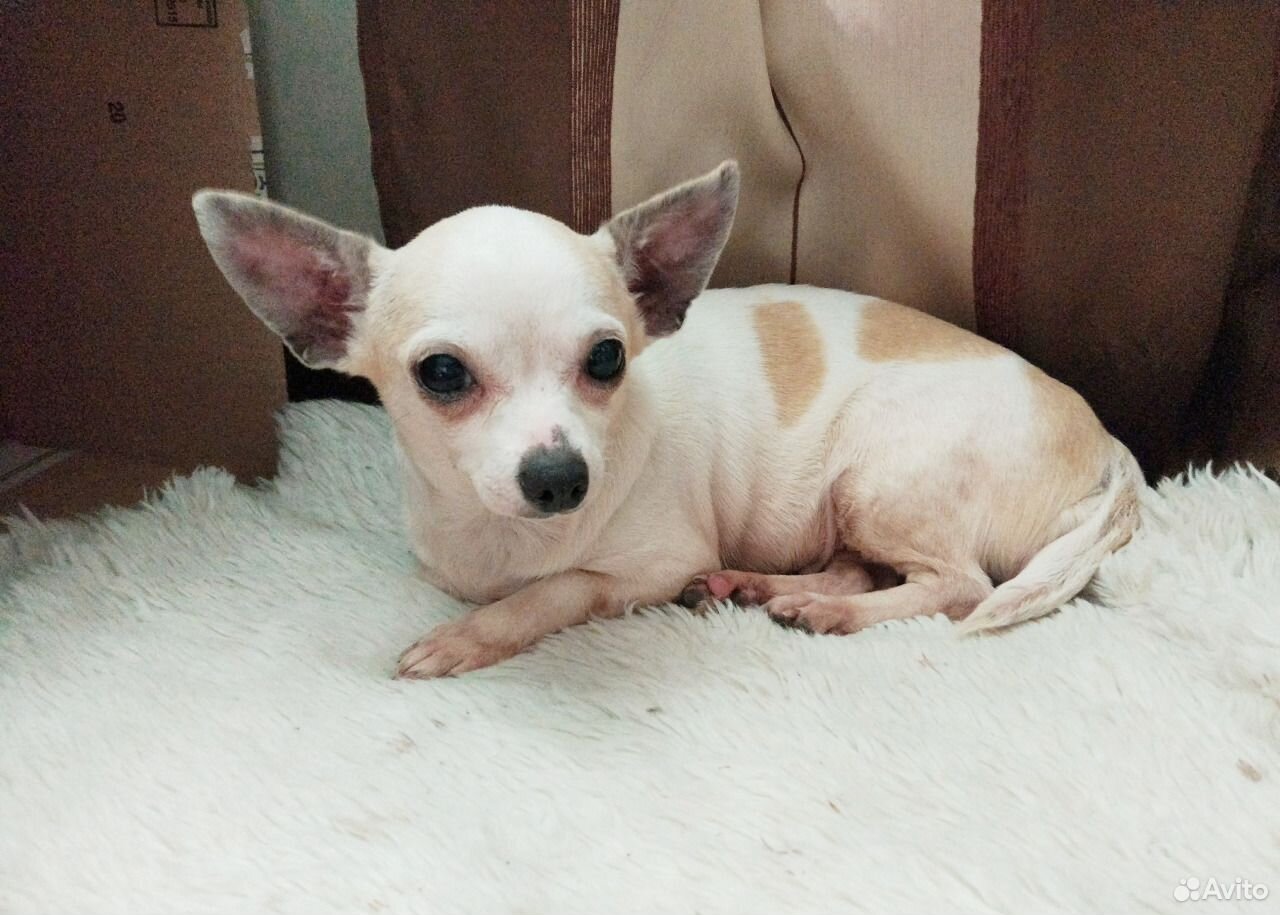 Фиби. Чихуа в дар в самые надежные руки