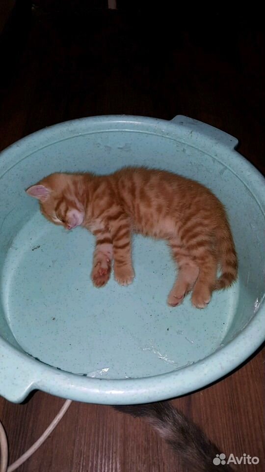 Отдам котика в очень хорошие руки