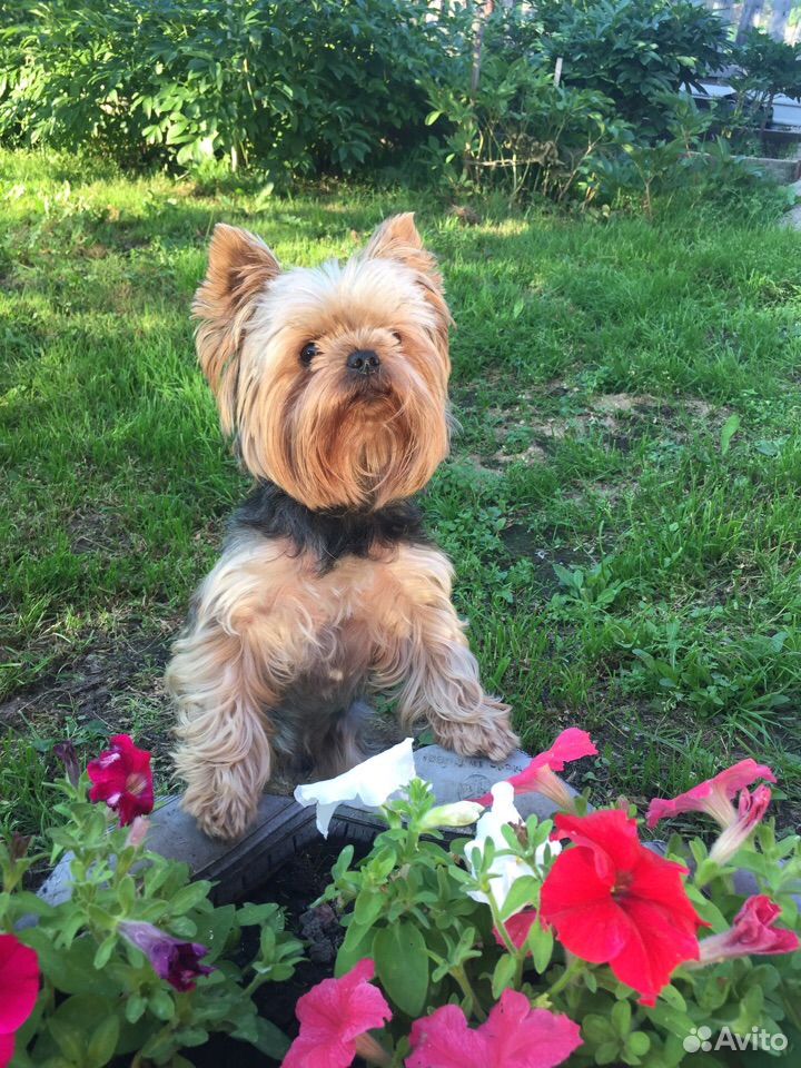 Ласковый чистокровный йорик для вязки