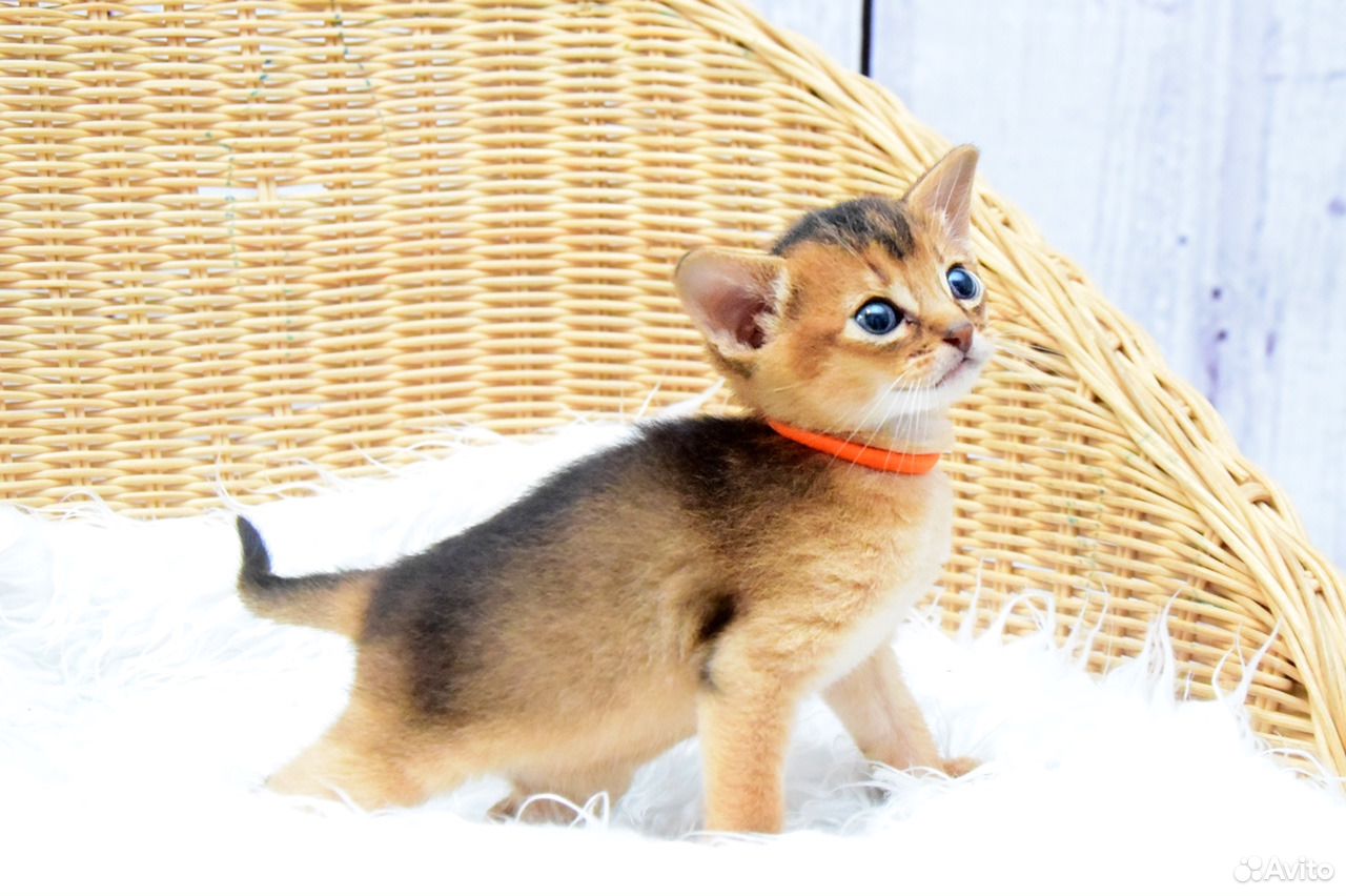 Абиссинский котик