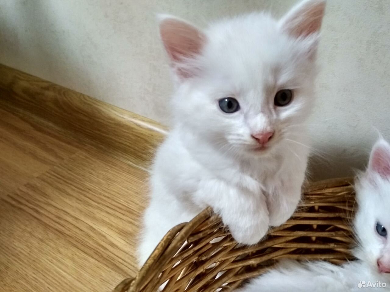 Котята от Мейн-куна