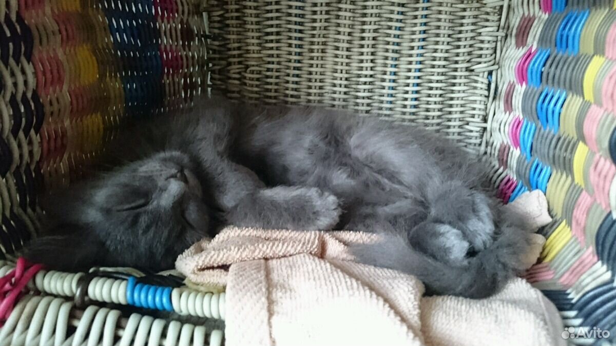 Ласковый котёнок в добрые руки
