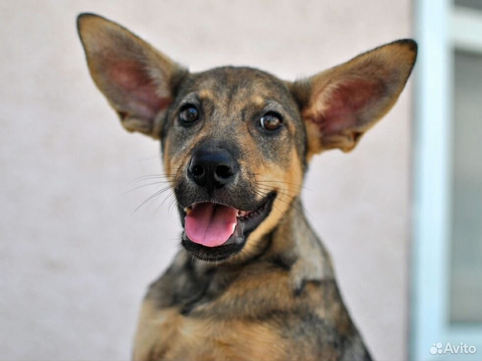 Дружище Рэм