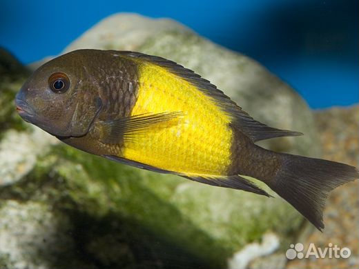 Tropheus moorii Ikola Kaizer