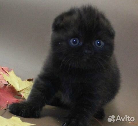 Черная норковая шубка у котика Нельсона