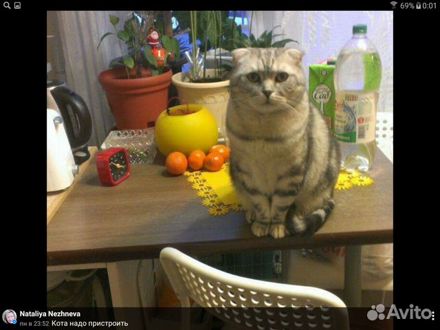 Вислоухий шотландец