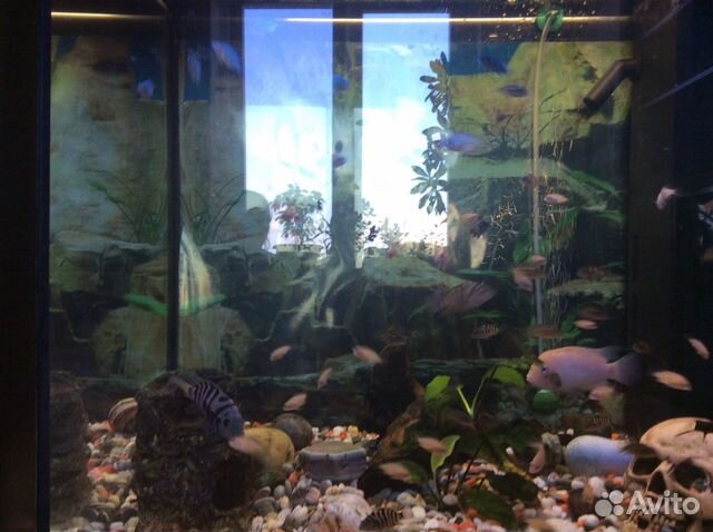 Цихлиды в дар