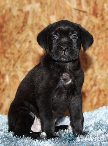 Елана - черная красавица