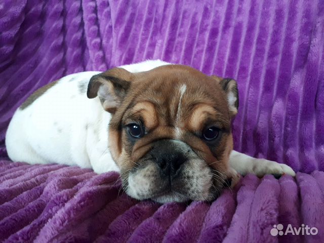 Бартоломео Витальевич