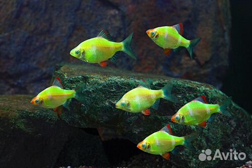 Барбус гонконг гло зелёный