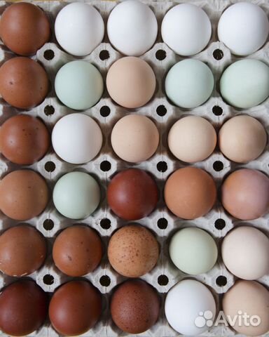 Инкубационное яйцо, цыплята