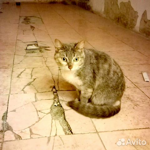 Кошка в дар
