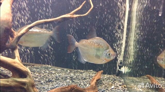 Митиннис или травоядные пираньи