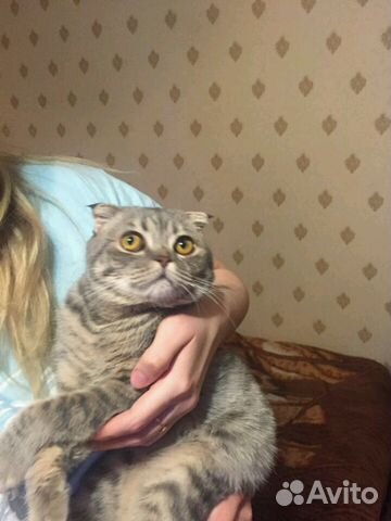 Вязка кота