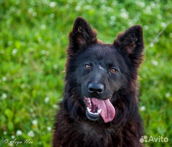 Патрик - счастье в ваш дом