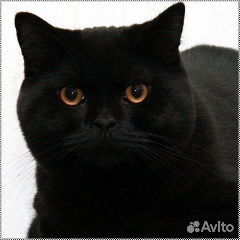 Британский кот в добрые руки