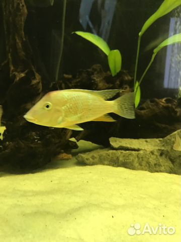 Геофагус штайндахнера