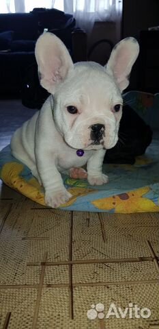 Французский бульдог