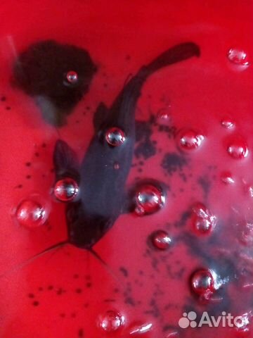 Сом перевертыш,обменяю на мелких рыбешек