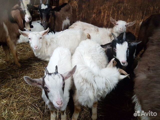 Продаются козы и козлята