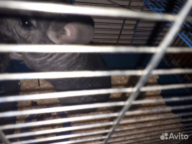 Шиншилла мальчик