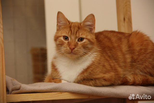 Солнечный Лучик в добрые руки