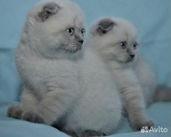 Блюпоинты