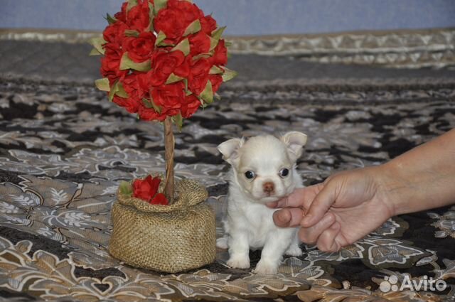 Маленький бетховен