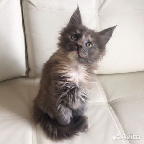 Мейн-кун девочка