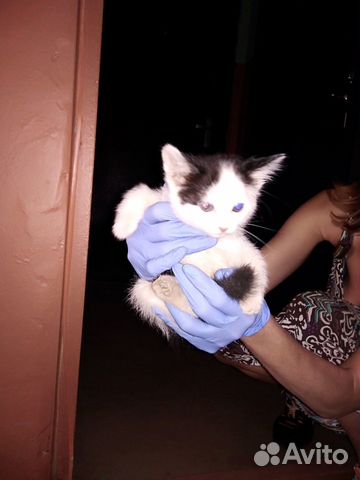 Котенок ищет дом