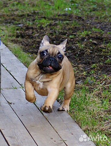 Щенок французик, девочка