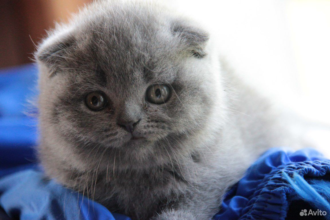 Шотландские вислоухие котята