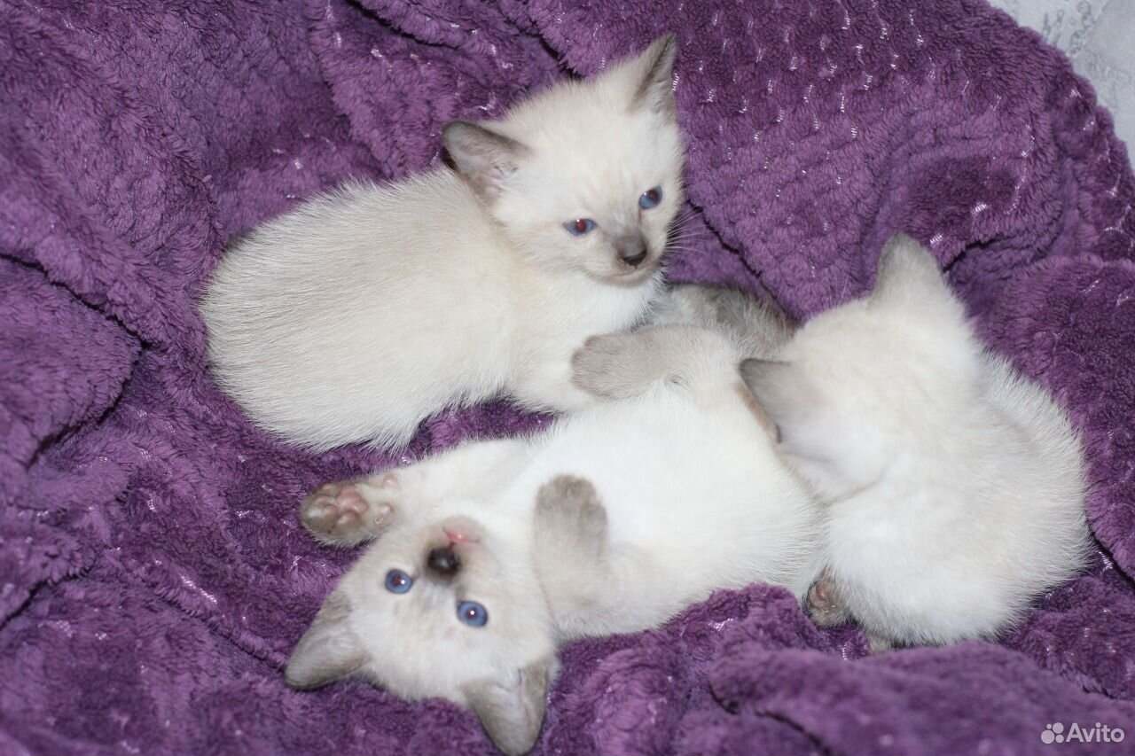 Сиамские (тайские) котята