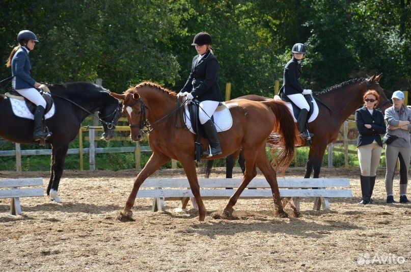 Ганноверский мерин