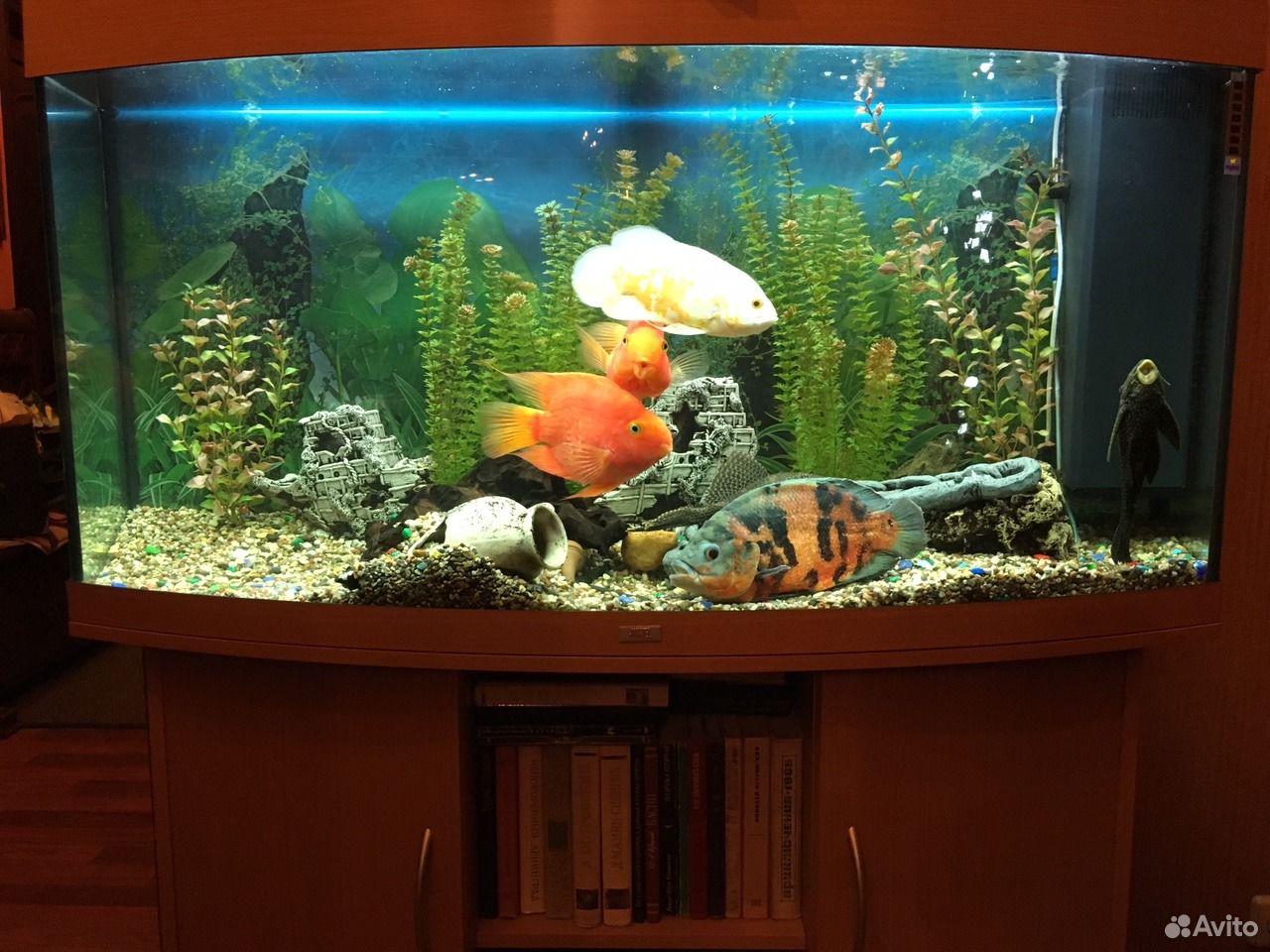 Аквариум с рыбами