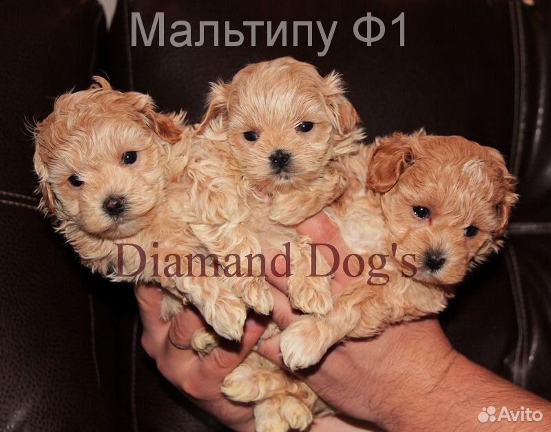 Мальтипу Ф1 и Ф2, только у нас